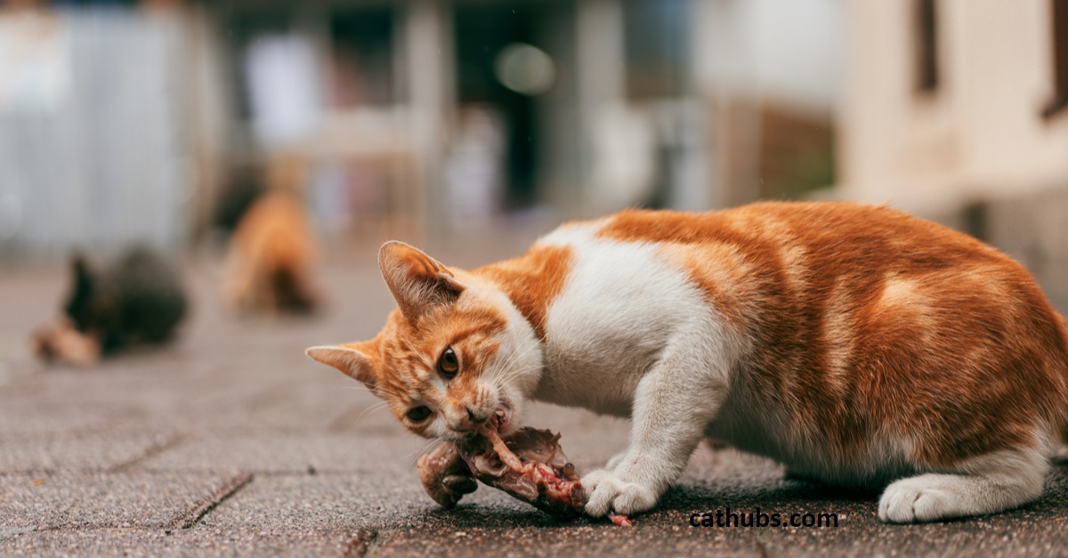 Can Cats Eat Raw Turkey Necks?