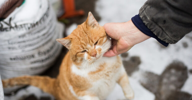 I Ran Over a Cat By Accident [This Is What You Should Do]