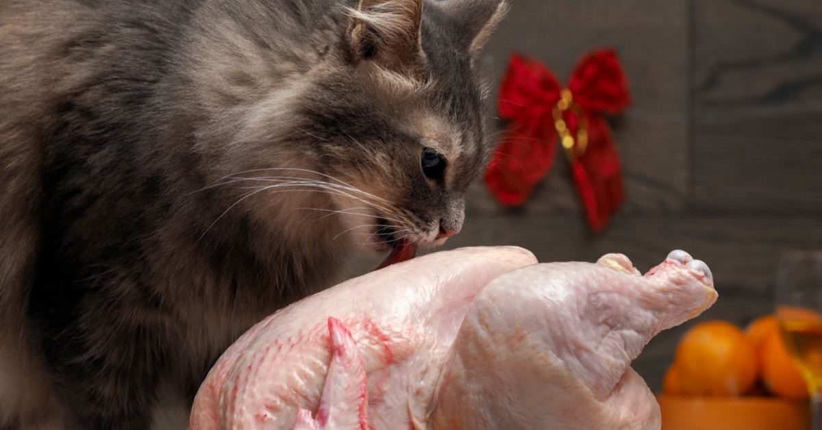 My Cat Will Only Eat Chicken: Can Cats Live On Chicken Alone?