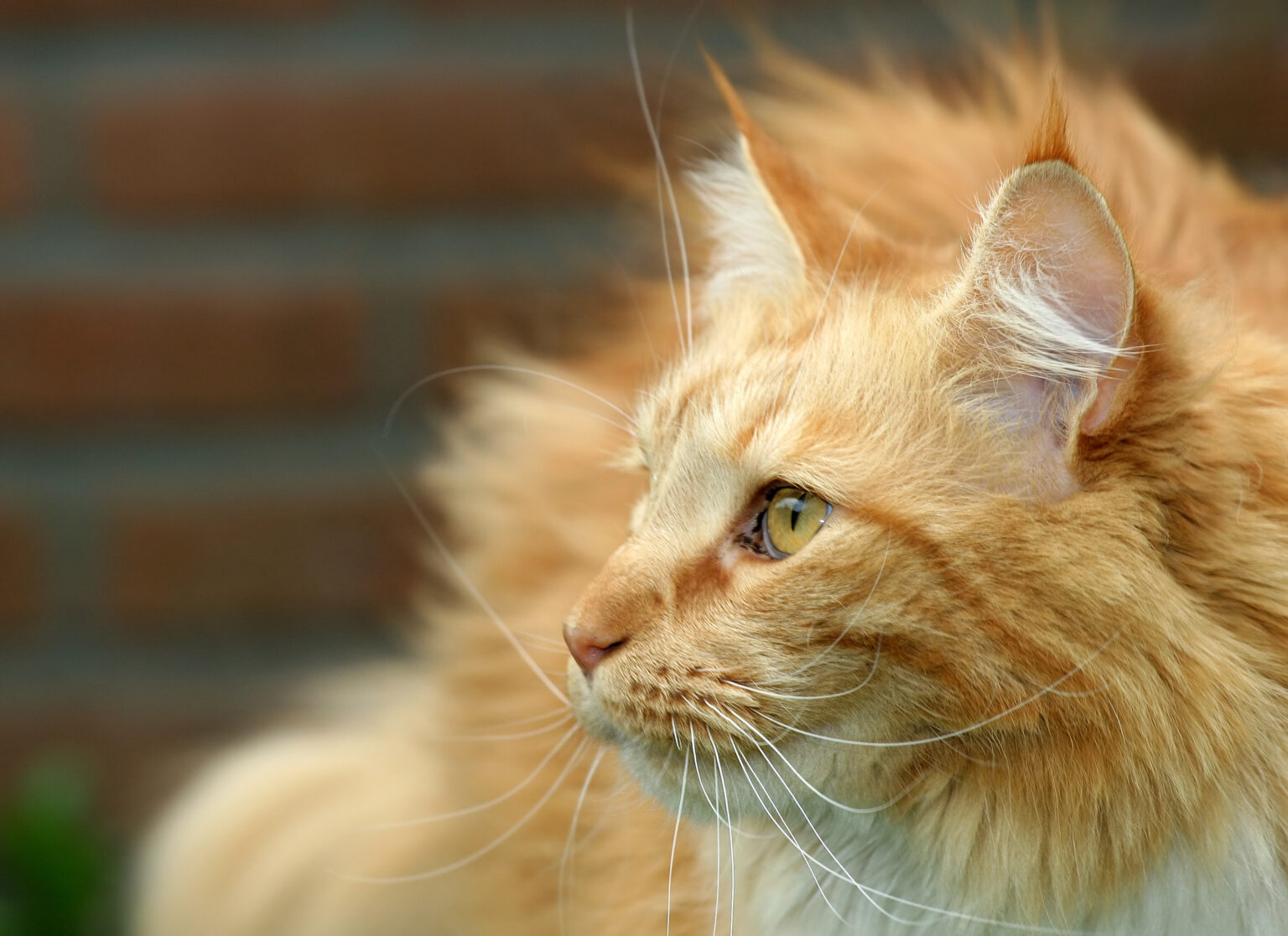 Breeds of Cats with Long Ears (Comprehensive Guide)