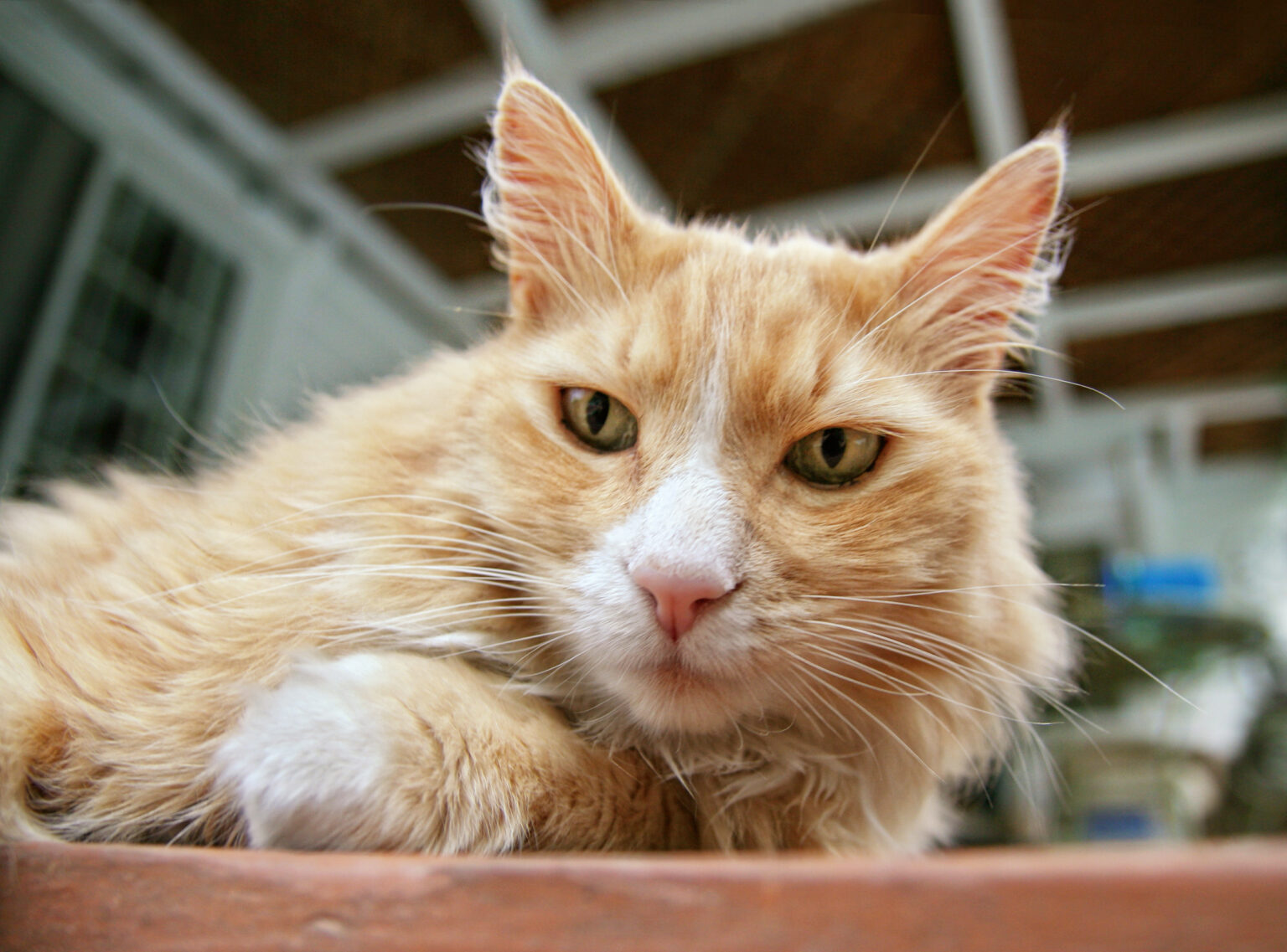 Breeds of Cats with Long Ears (Comprehensive Guide)