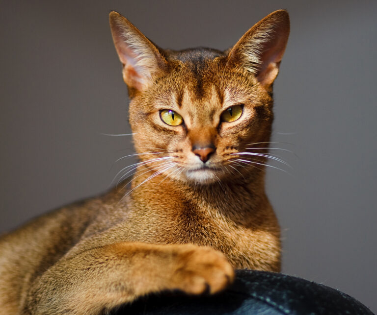 Breeds of Cats with Long Ears (Comprehensive Guide)