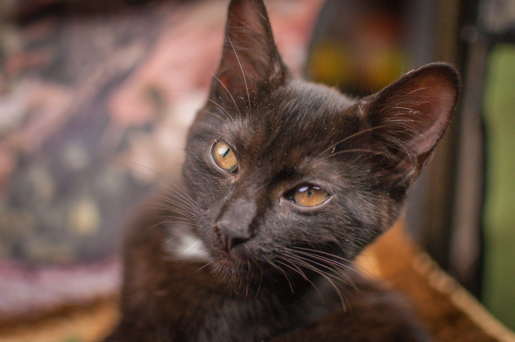 Breeds of Cats with Long Ears (Comprehensive Guide)