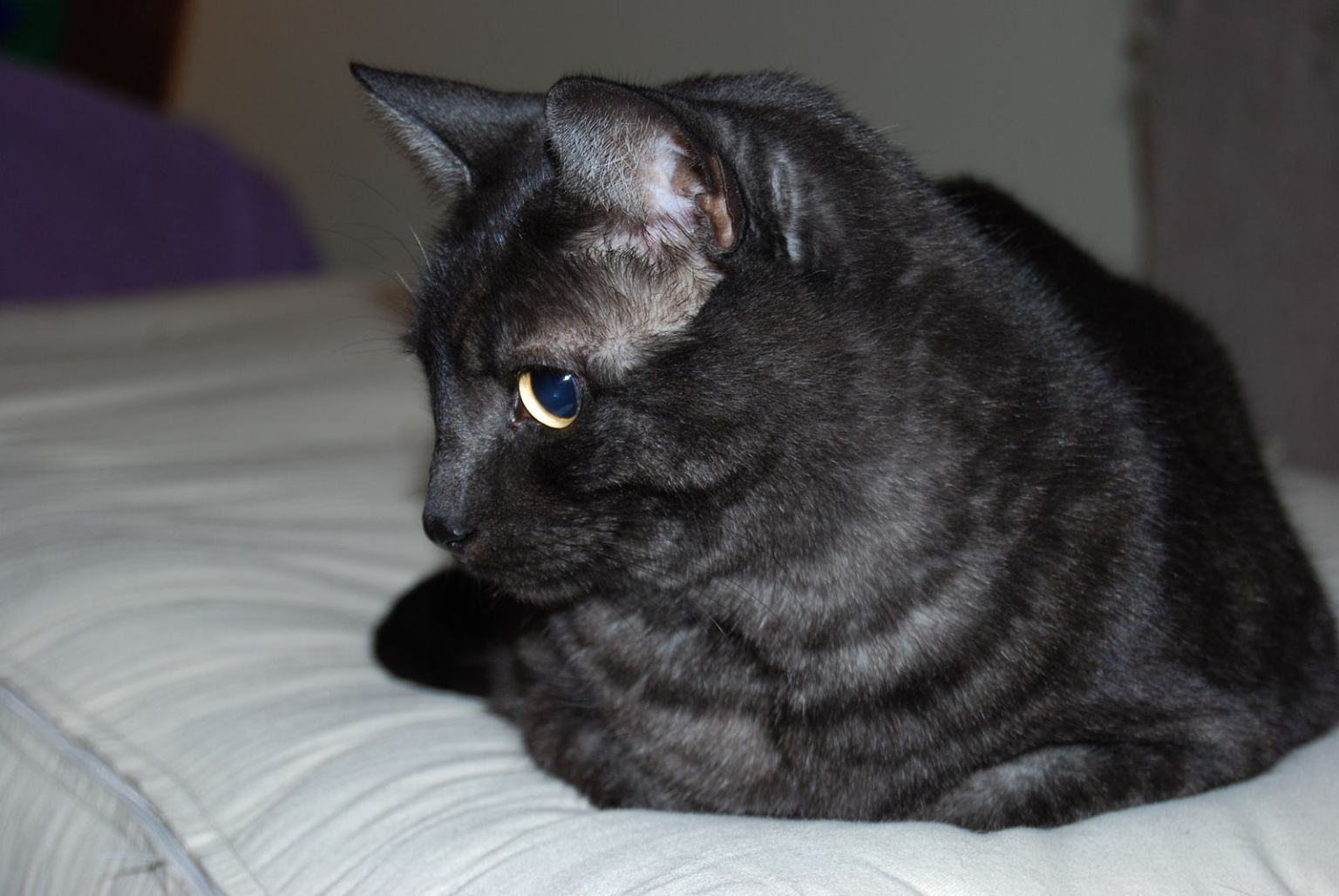 Black Cat With Tabby Stripes ( All You Need To Know About These Cats)