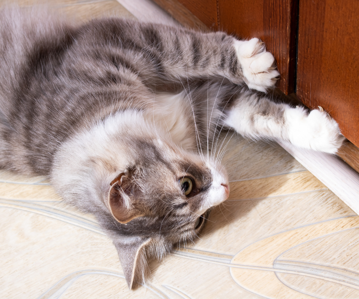 How to Keep a Cat Out of a Room (Pet Owner Tips)