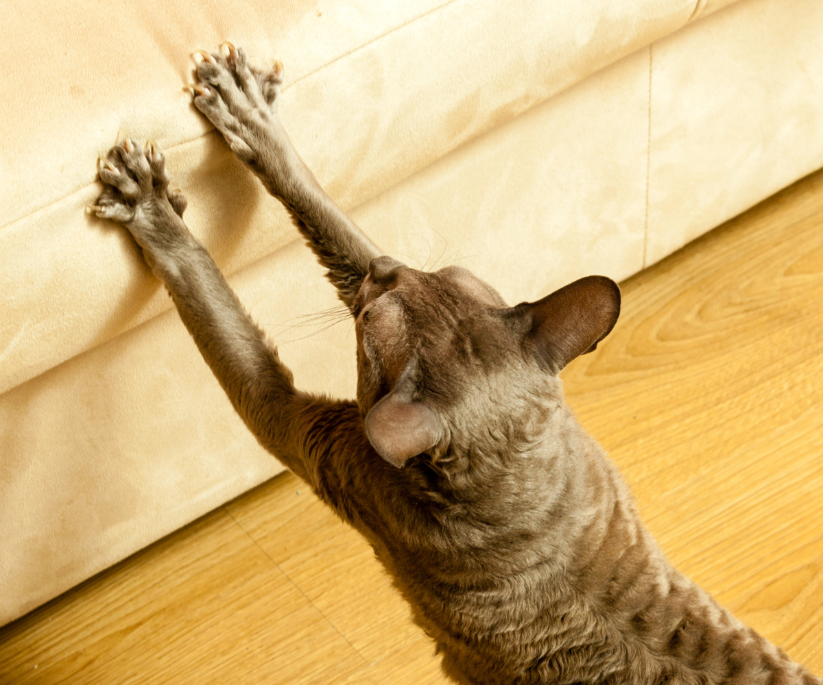 How to Keep a Cat from Scratching Furniture with Vinegar
