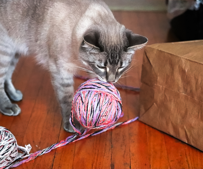 Why Do Cats Like String and Is It Safe for Play?