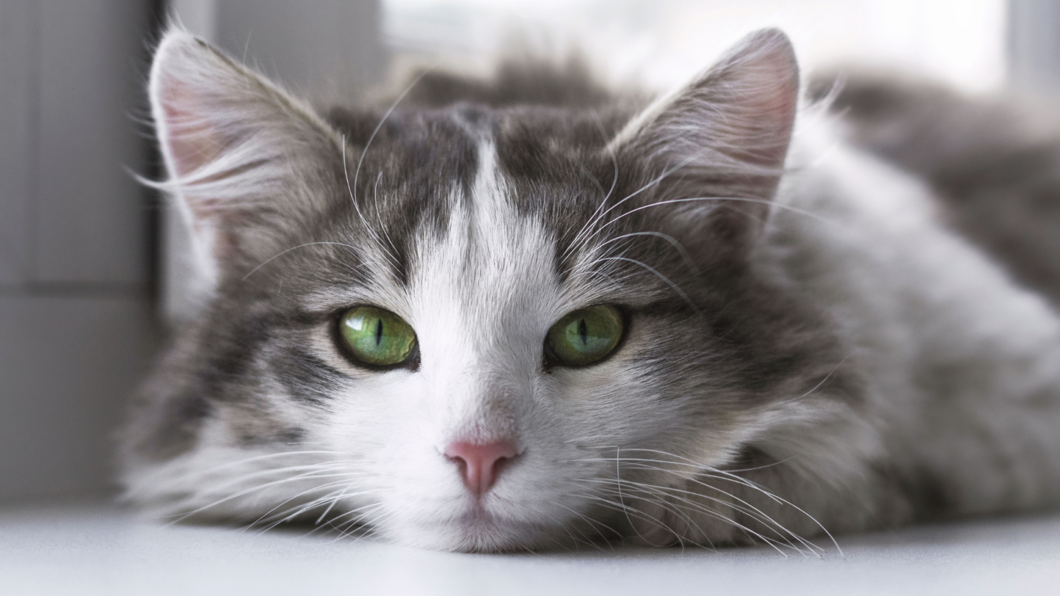 What Colors Do Cats Like (Or Are They Color Blind?)