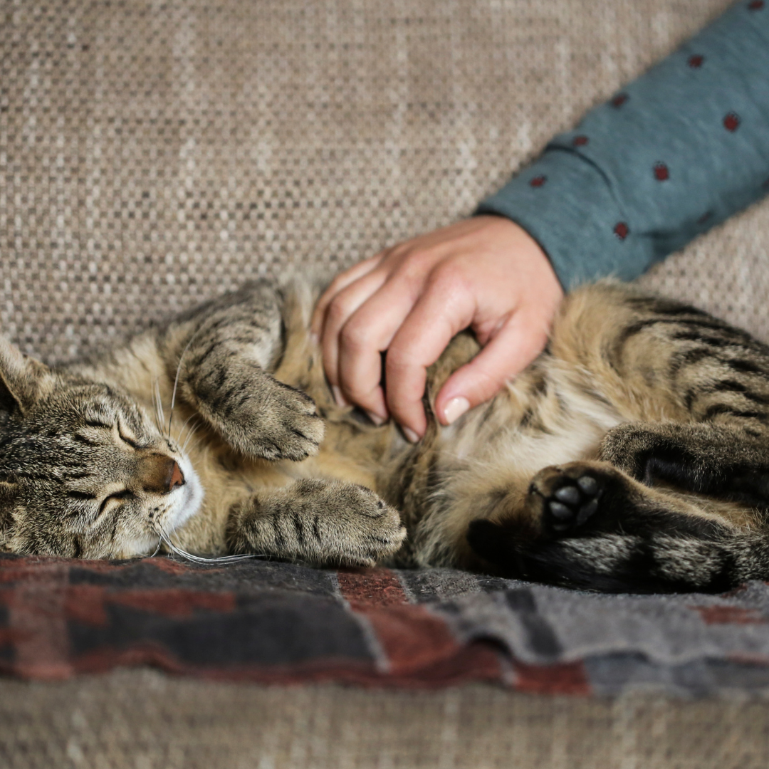 Can Cats Be Ticklish and What Areas Are Good for Tickling?