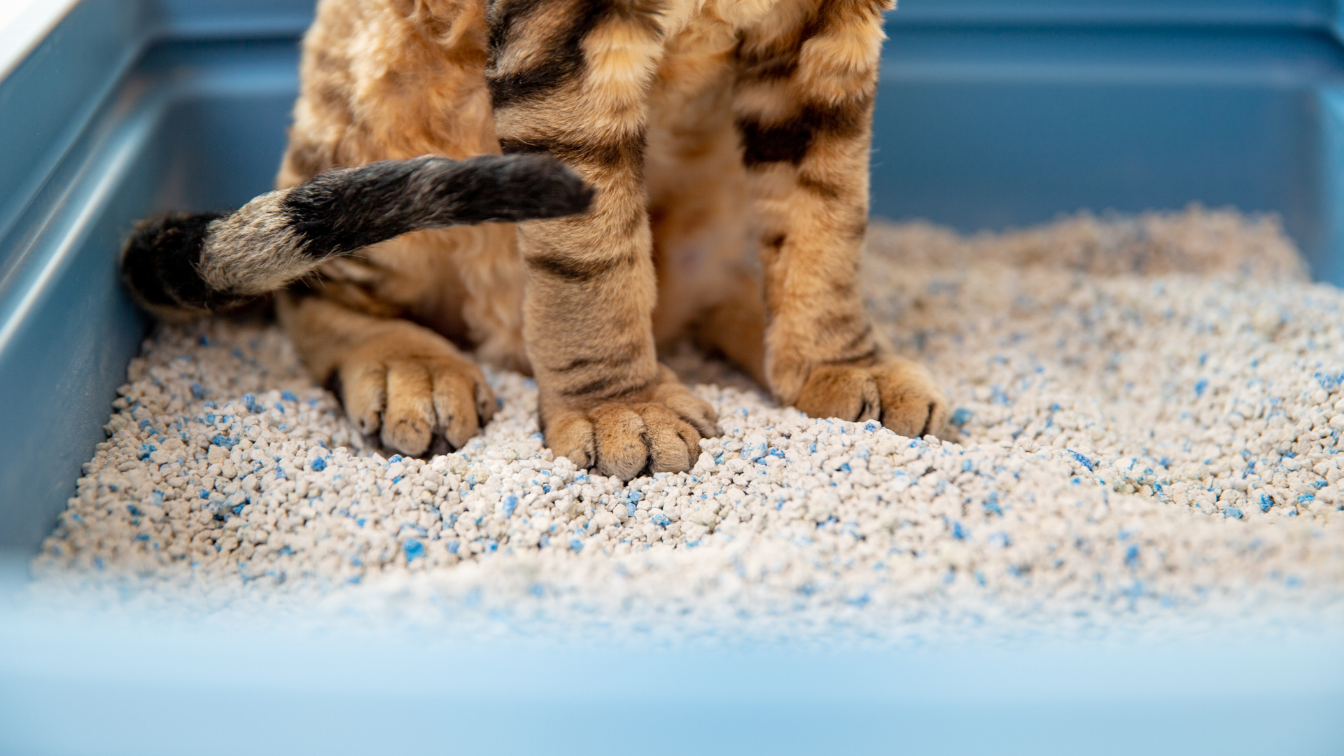 What Your Cat's Poop Is Telling You: A Health Guide
