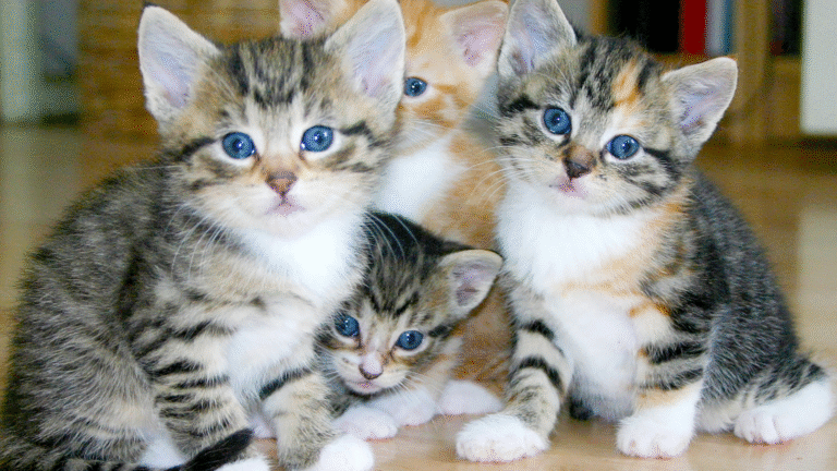 Cat Years and Human Years (How Old Is Your Cat?)