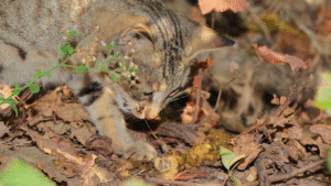 Cat Vomit: Understanding What Different Colors and Textures Mean