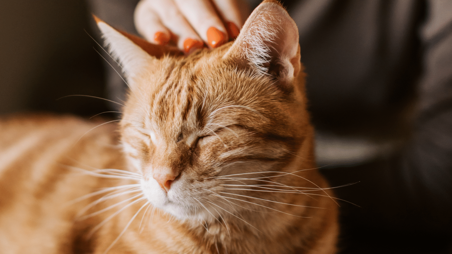 12 Purr-fect Ways to Pet Your Cat (Without Losing a Finger)
