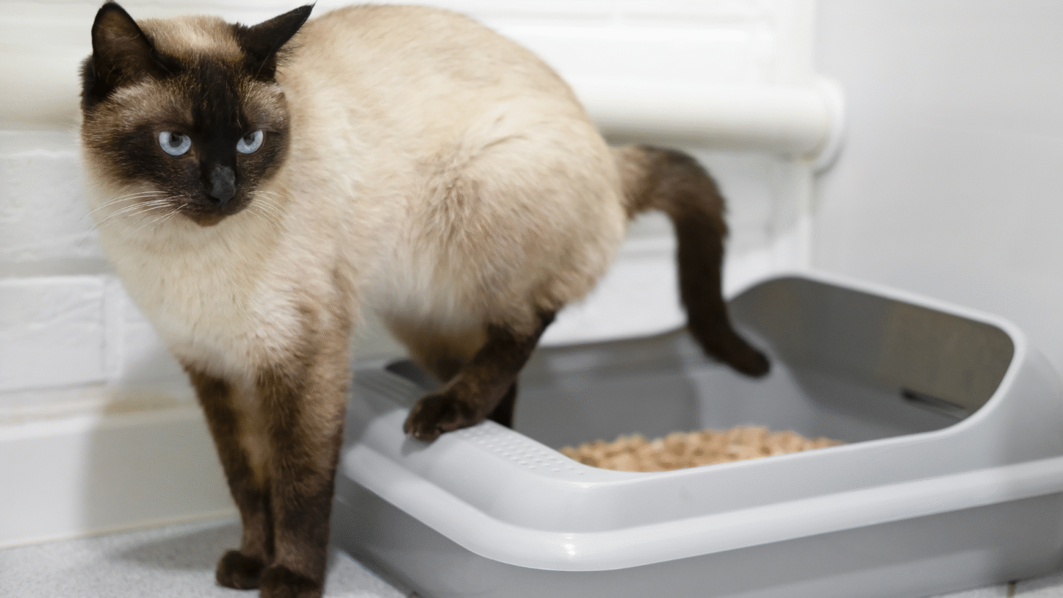 What Your Cat's Poop Is Telling You: A Health Guide