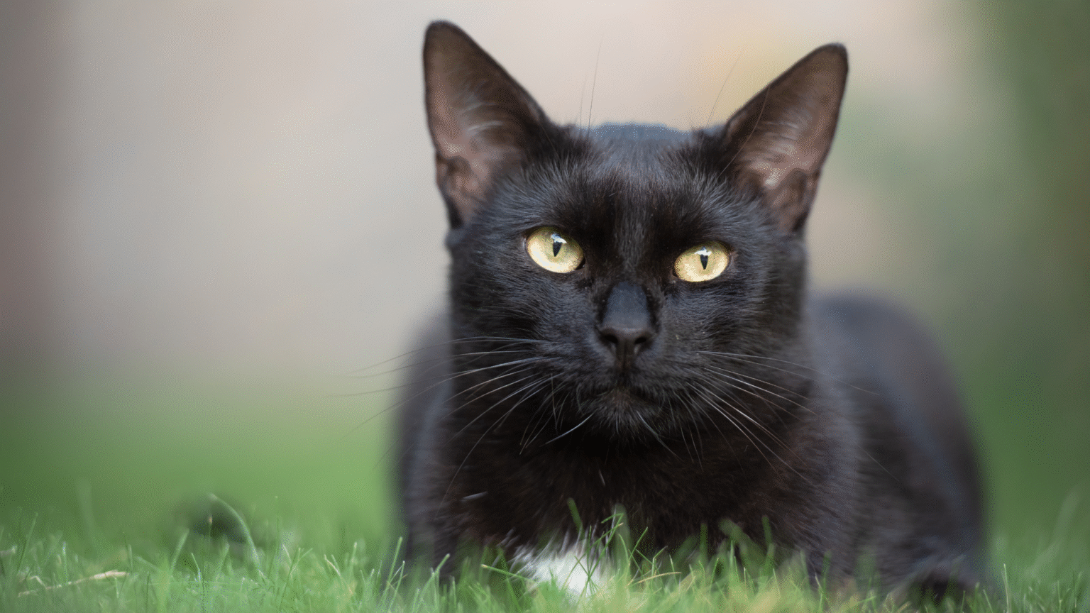 The Complete Guide to Popular Cat Colors and Breeds: Find Your Perfect ...