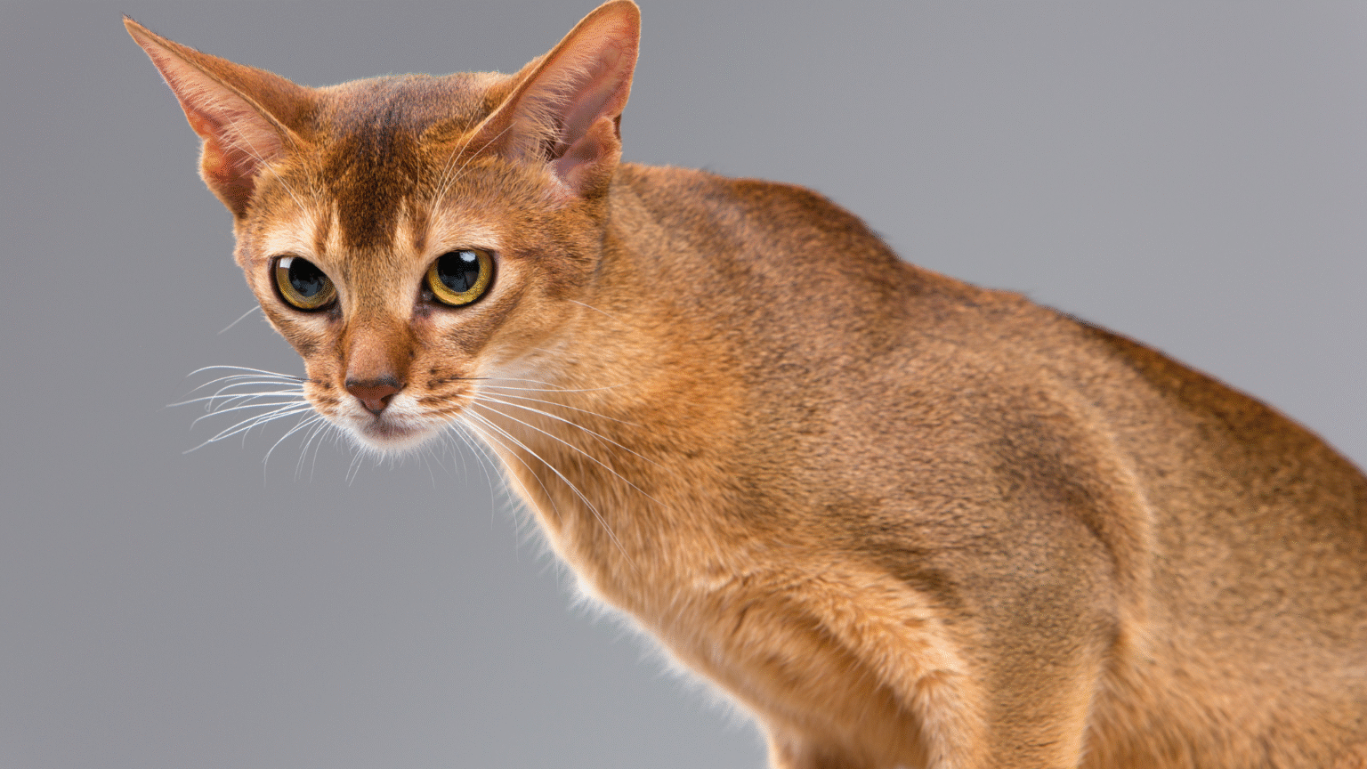 The Complete Guide to Popular Cat Colors and Breeds: Find Your Perfect ...