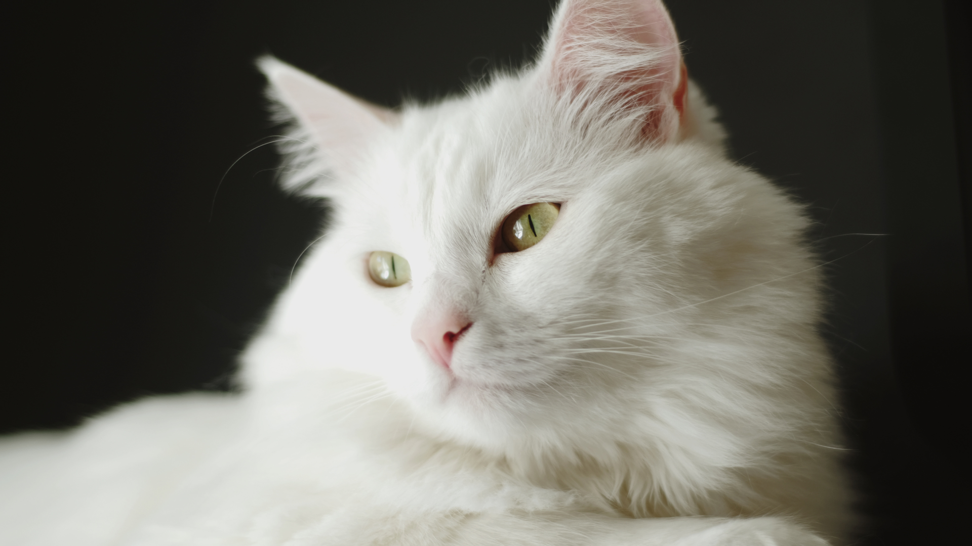 The Complete Guide to Popular Cat Colors and Breeds: Find Your Perfect ...