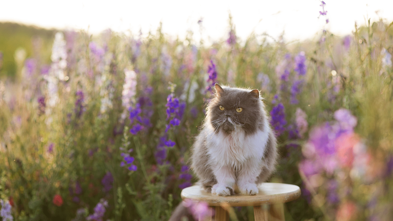 The Complete Guide to Popular Cat Colors and Breeds: Find Your Perfect ...